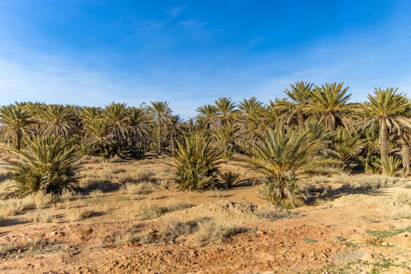 Palm Trees in Ziz Oasis, Er Rachidia, Morocco. Stock Photo - Image of ...