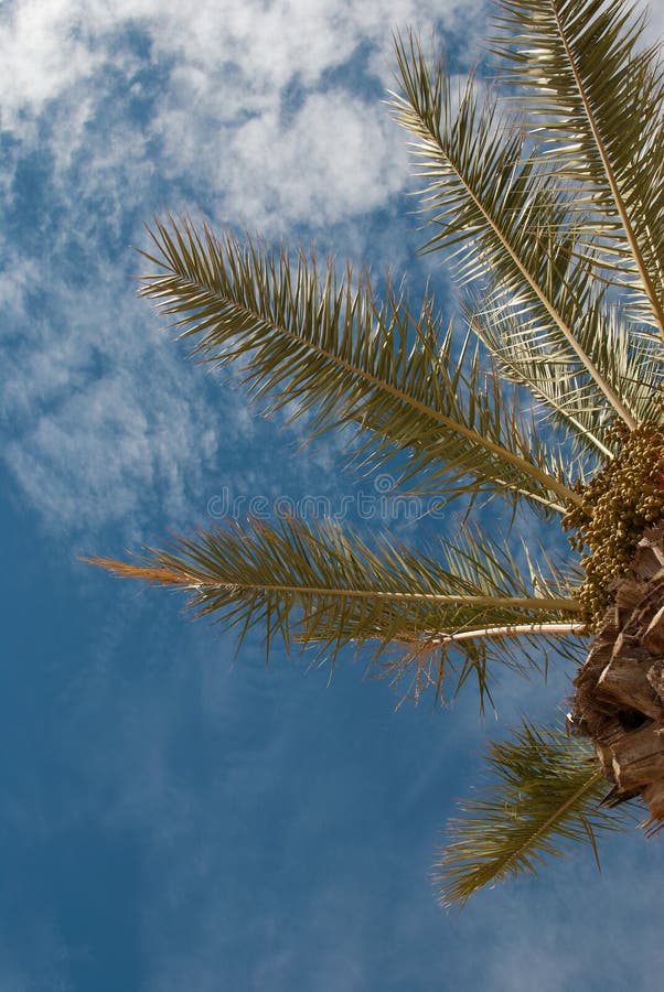 Palm treetop stock image. Image of dates, tree, look - 16724829