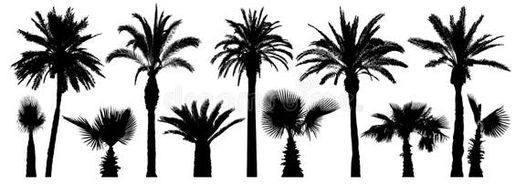 Palm Tropical Trees. Silhouette Vector Set Stock Vector - Illustration ...