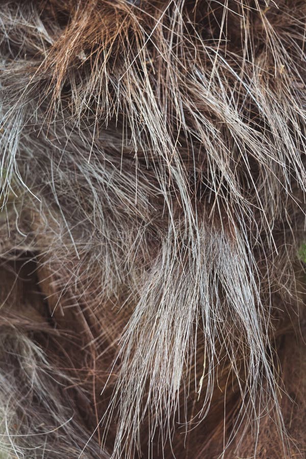 Hairy Trunk of a Palm Tree. Backgrounds and Textures Stock Photo ...