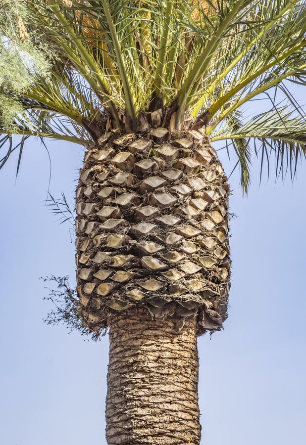 Palm trunk closeup stock image. Image of culture, nature - 78242133