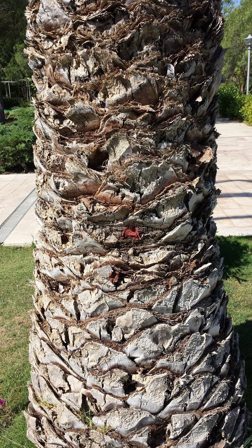 Palm trunk stock photo. Image of tree, trunk, exotic - 59259282
