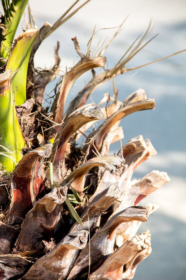 Palm Trunk Detail stock image. Image of palm, tree, grey - 94962153
