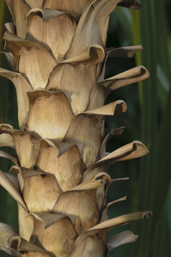 Palm trunk stock image. Image of kiev, landscape, branches - 96733085