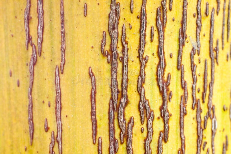 Palm trunk stock image. Image of plant, tropical, line - 30530361