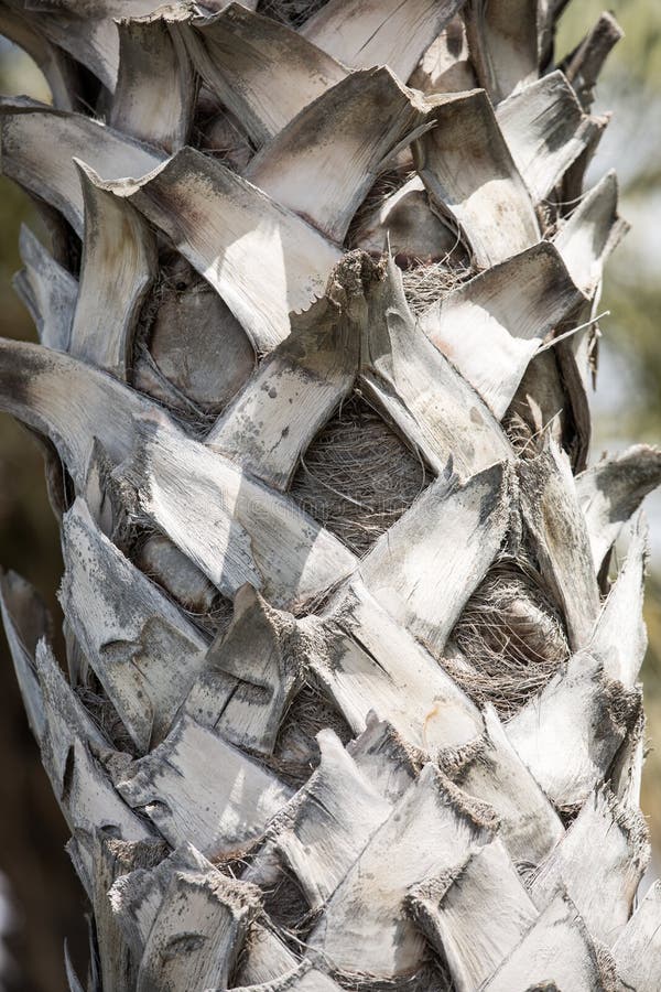 Palm Trunk Texture Close Up Stock Photo - Image of pattern, gray: 40916612
