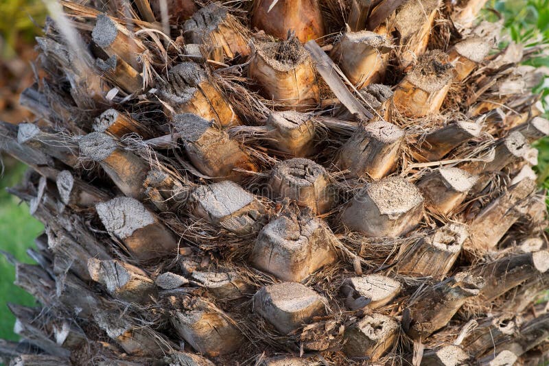 Palm Trunks. Exotic Tree Close Up Stock Image - Image of abstract ...
