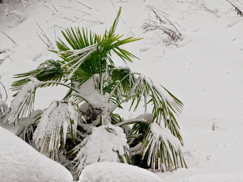 Palm under the snow stock image. Image of backyard, snowfall - 164184749