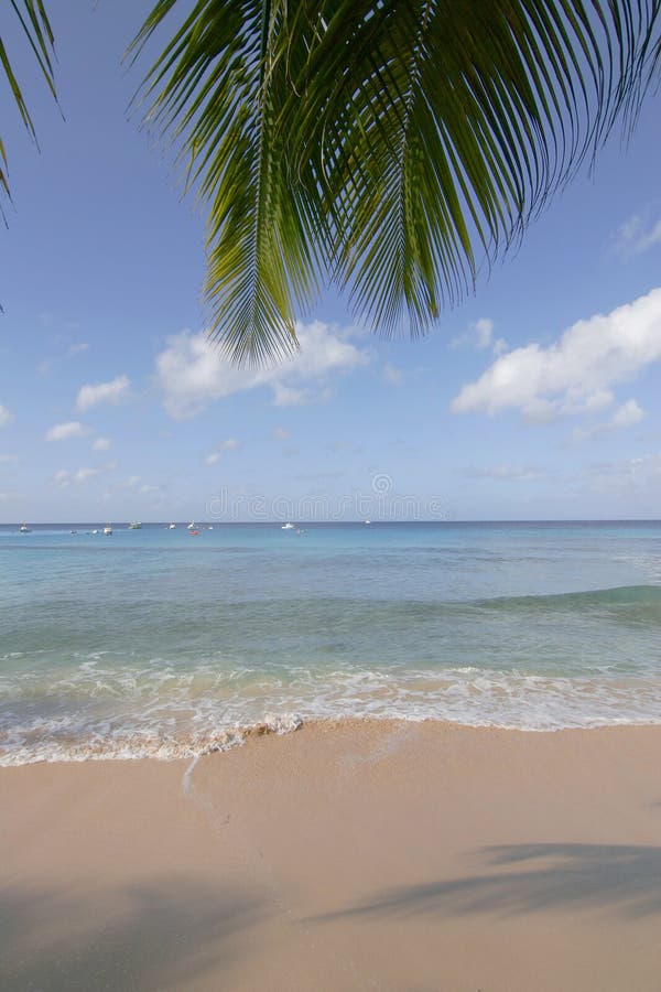 Palm view on sea stock photo. Image of tree, vawes, sand - 491996