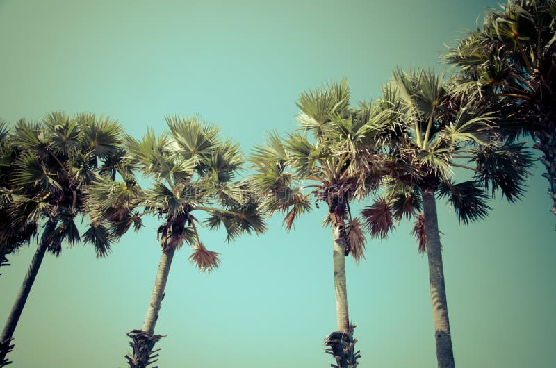 Palm Vintage tree Retro stock image. Image of decoration - 97348909