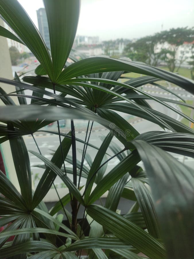 Palem Waregu Stock Photos - Free & Royalty-Free Stock Photos from ...