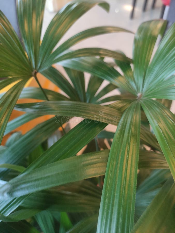 Palm waregu stock image. Image of flower, food, branch - 265429905