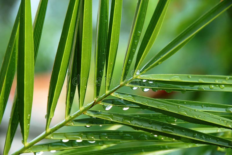 Palm with water drops stock photo. Image of outdoor, color - 12749804