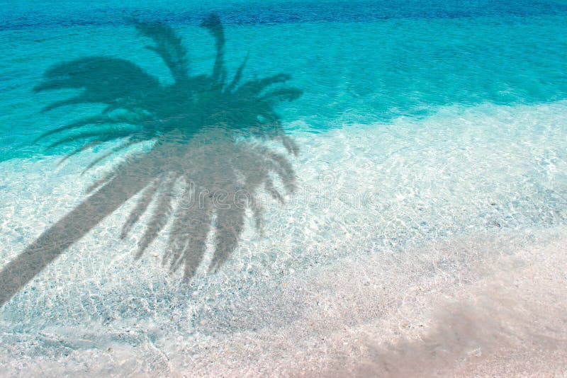 Palm in the water stock image. Image of island, summer - 37468129