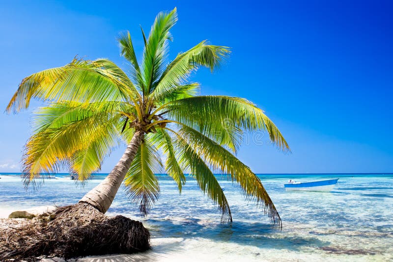 Palm on White Sand Beach Near Cyan Ocean Stock Photo - Image of blue ...