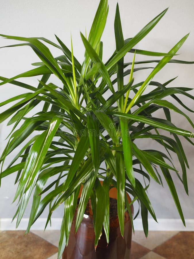 Palm Yucca growing at home stock image. Image of food - 168155401