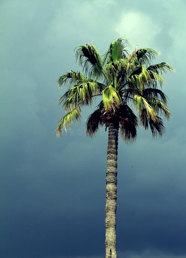 Palma imagen de archivo. Imagen de tropical, verano, pavo - 20193923