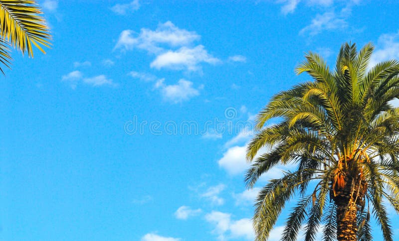 Palma stock image. Image of palma, plant, landscape, perspective - 3313943