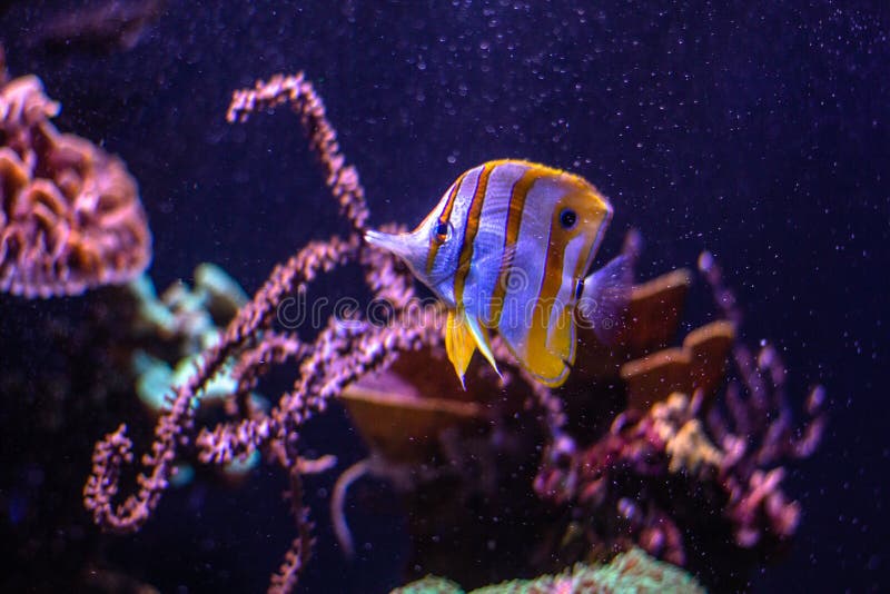 Palma Aquarium stock photo. Image of palma, spain, aquarium - 157331288