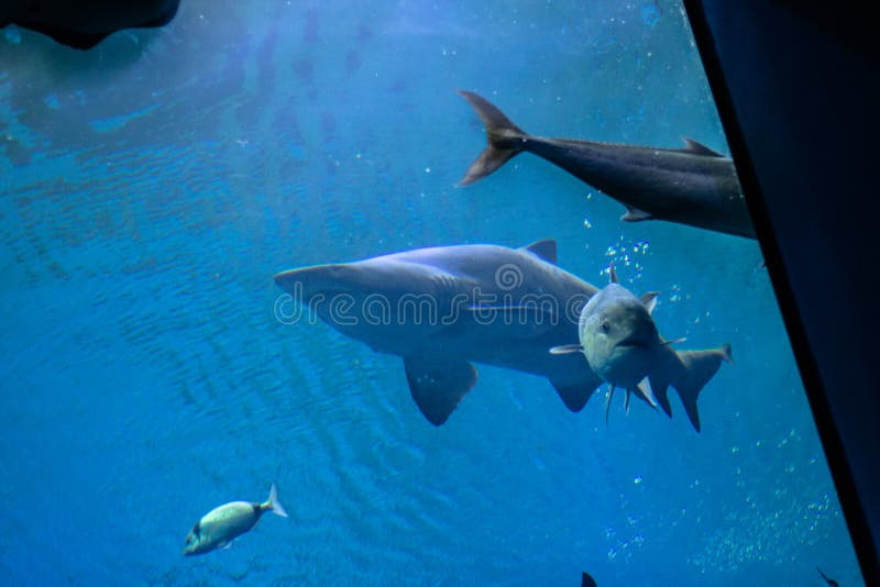Palma Aquarium stock image. Image of aquarium, fish - 157331417