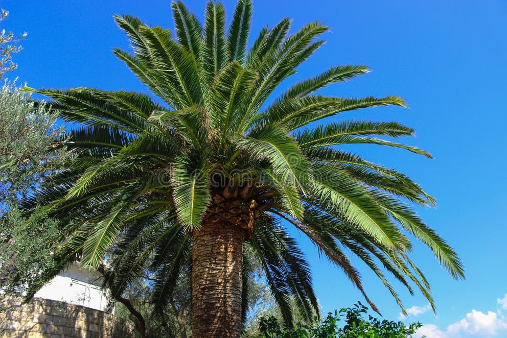Palma on the Background of the Blue Sky Stock Image - Image of growth ...