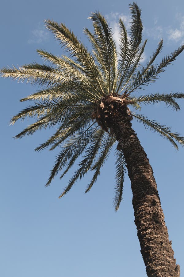 Palma on the Background of the Blue Sky Stock Image - Image of vacation ...
