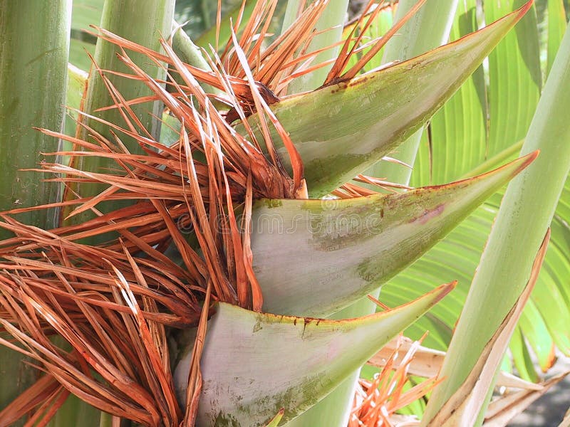 Palma con el flor imagen de archivo. Imagen de flor, palma - 6993