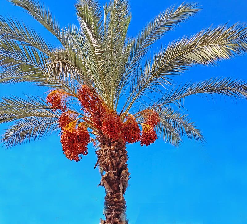 Palma da datteri immagine stock. Immagine di foglio, fogliame - 12004653