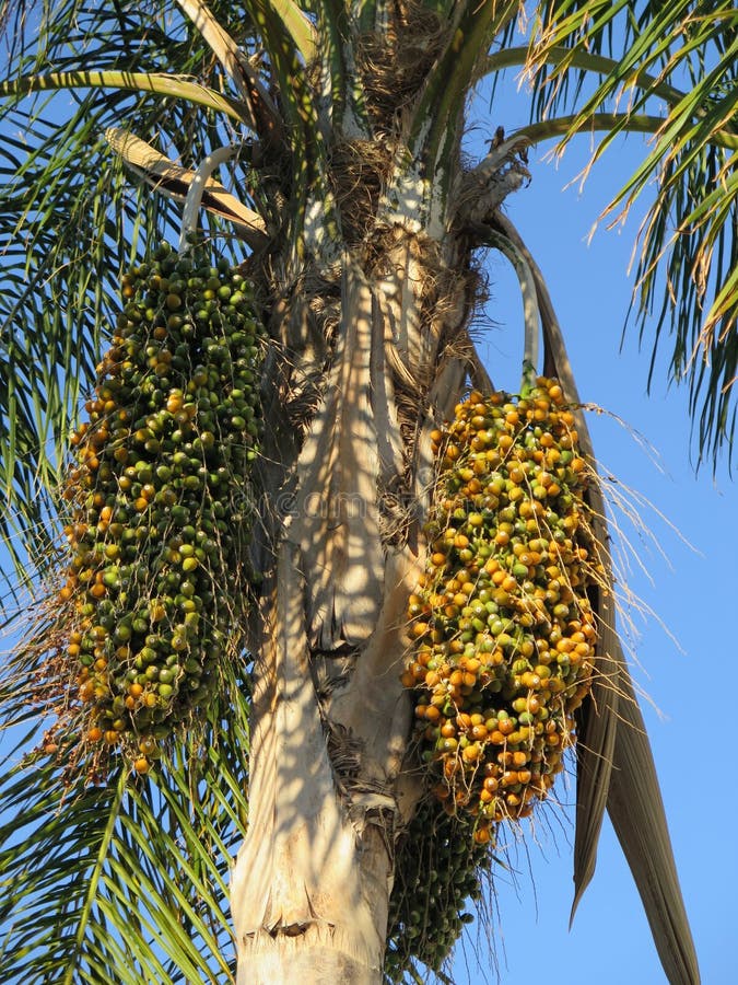 Alberi Della Palma Da Datteri Che Portano I Suoi Frutti Fotografia ...
