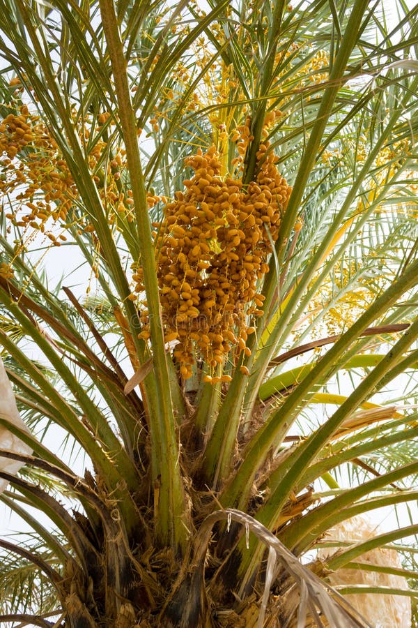Palma Da Datteri - Ritratto Fotografia Stock - Immagine di circa ...