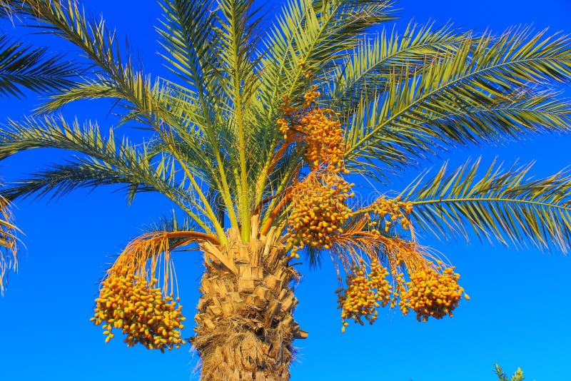 Palma datilera imagen de archivo. Imagen de manojo, agricultura - 103234757
