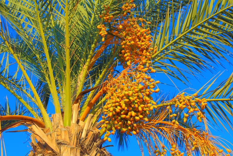 Palma datilera foto de archivo. Imagen de palma, agricultura - 103234834