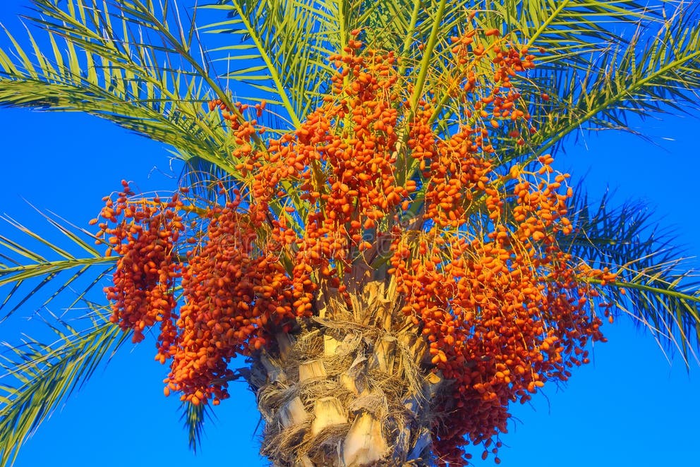 Palma datilera imagen de archivo. Imagen de crecimiento - 103234957