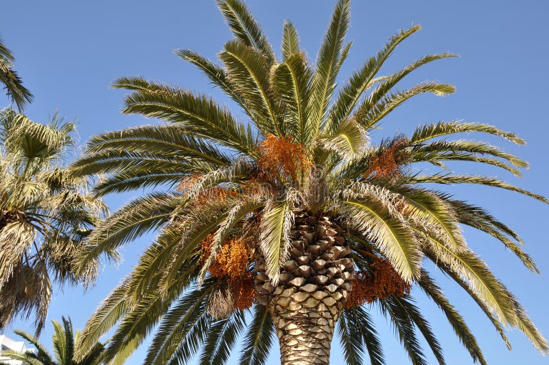 Palma datilera imagen de archivo. Imagen de manojos - 129720999
