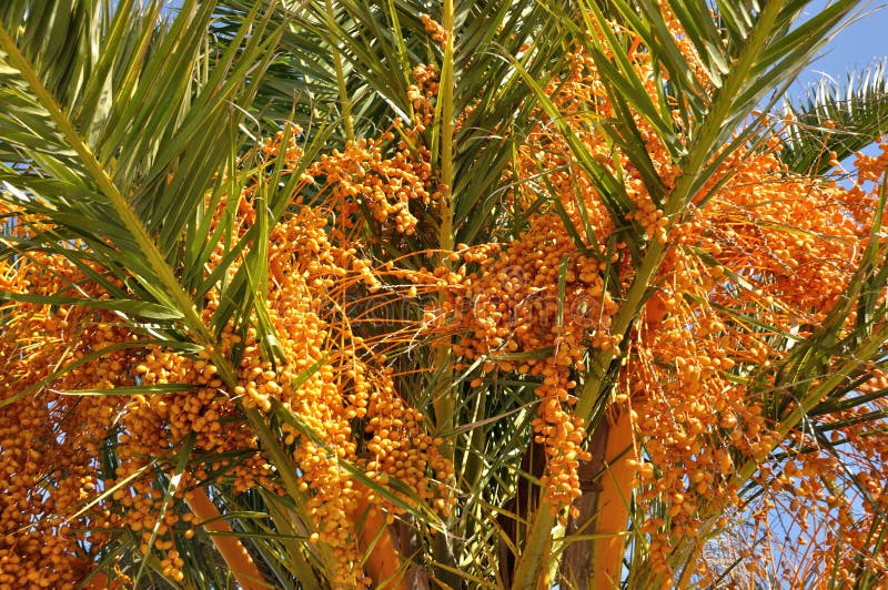 Palma datilera foto de archivo. Imagen de amarillo, fechas - 131150526