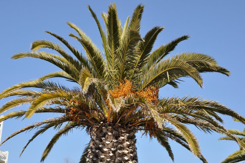 Palma datilera foto de archivo. Imagen de francia, fechas - 131984196