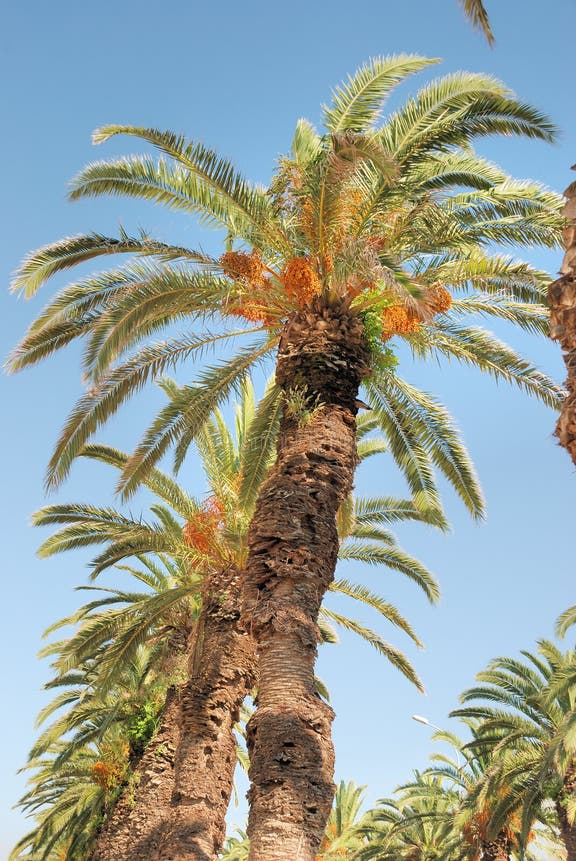Palma datilera foto de archivo. Imagen de marruecos - 131985000