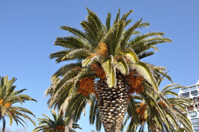 Palma datilera foto de archivo. Imagen de fecha, fruta - 132358222
