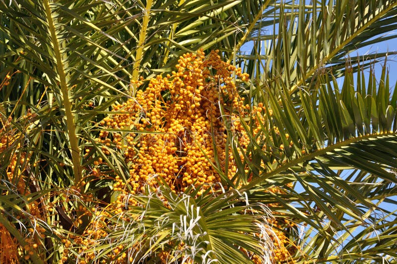 Palma datilera imagen de archivo. Imagen de alimento - 135403047
