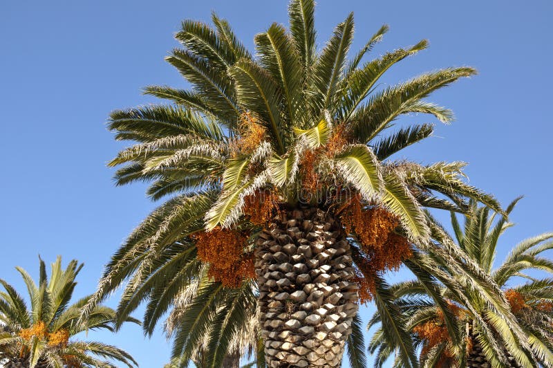 Palma datilera imagen de archivo. Imagen de alimento - 137046971