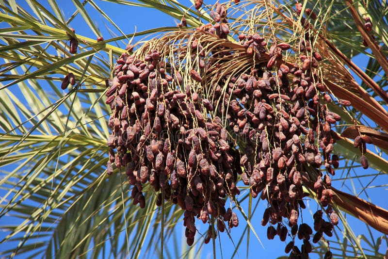 Palma datilera imagen de archivo. Imagen de follaje, modelo - 16658637
