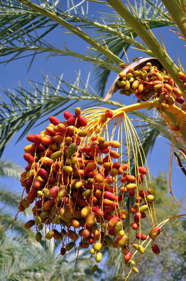 Palma Datilera Imagen. Imagen: 23030591