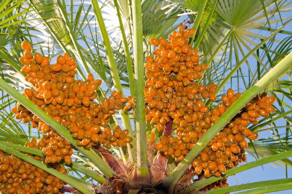 Palma datilera imagen de archivo. Imagen de palma, madera - 27053249