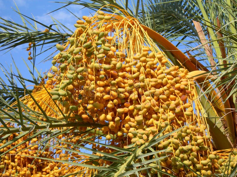 Palma Datilera Con Las Frutas Foto de archivo - Imagen de cocina, fecha ...