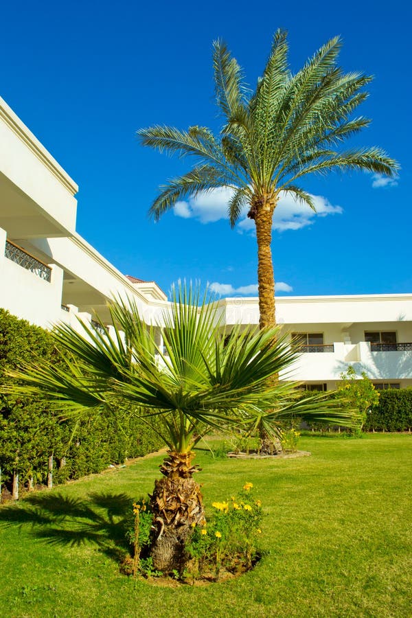 Palma datilera imagen de archivo. Imagen de cielo, coma - 38612951