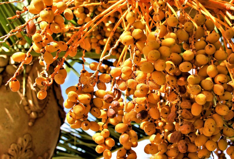 Palma datilera foto de archivo. Imagen de palma, color - 53538062