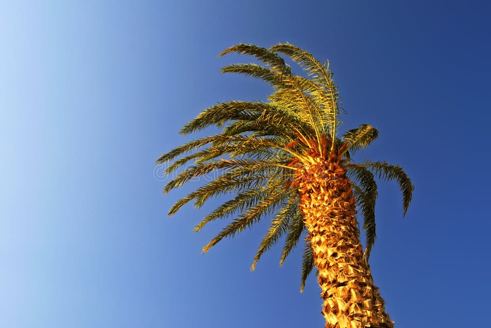 Palma datilera foto de archivo. Imagen de color, escénico - 61923060