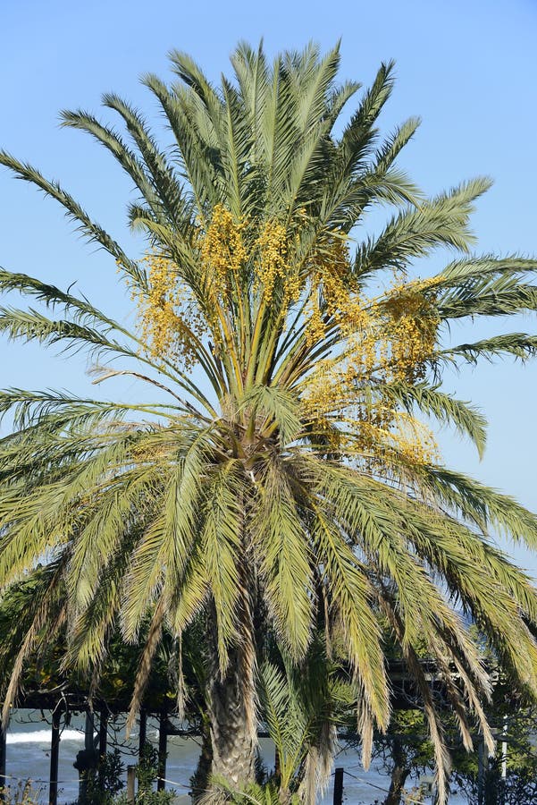 Palma datilera imagen de archivo. Imagen de chipre, amarillo - 69589125