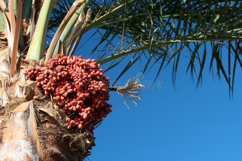 Palma datilera imagen de archivo. Imagen de agrario, cielo - 7165331