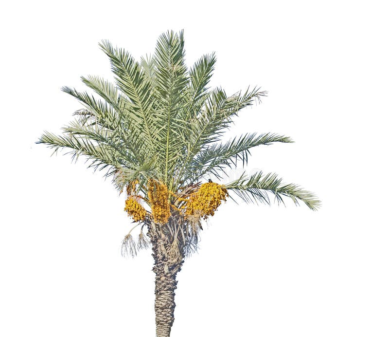 Palma datilera foto de archivo. Imagen de cubo, ornamental - 83365730